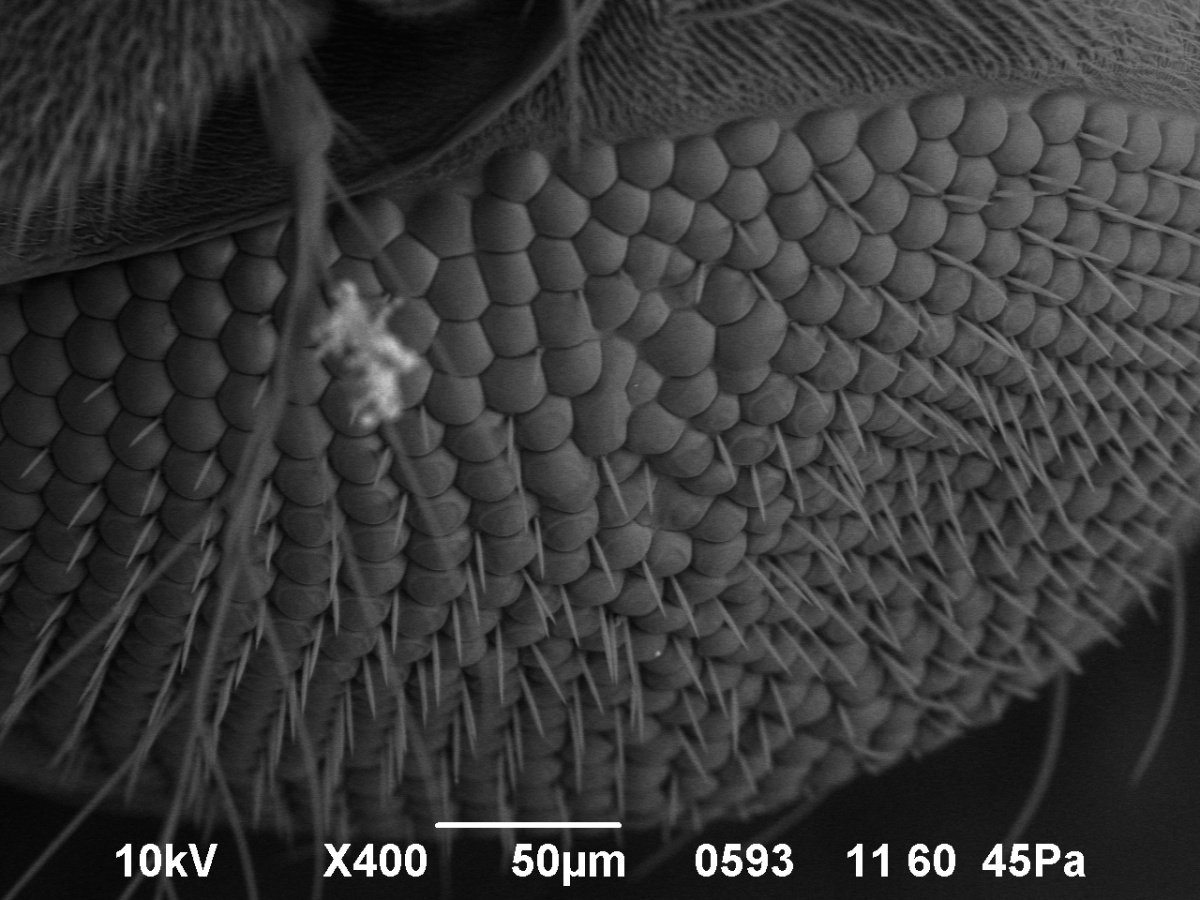 First Year Courses | Department of Biological Sciences